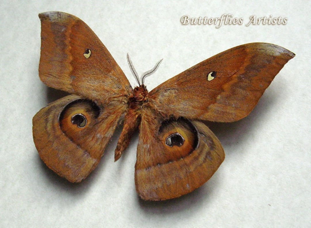 Saturn Salassa Lemaii XL RARE Moth Framed Entomology Museum Quality ...