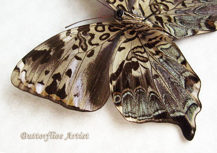 Prothoe Franck Blue Begum Butterflies Set Framed Entomology - Etsy