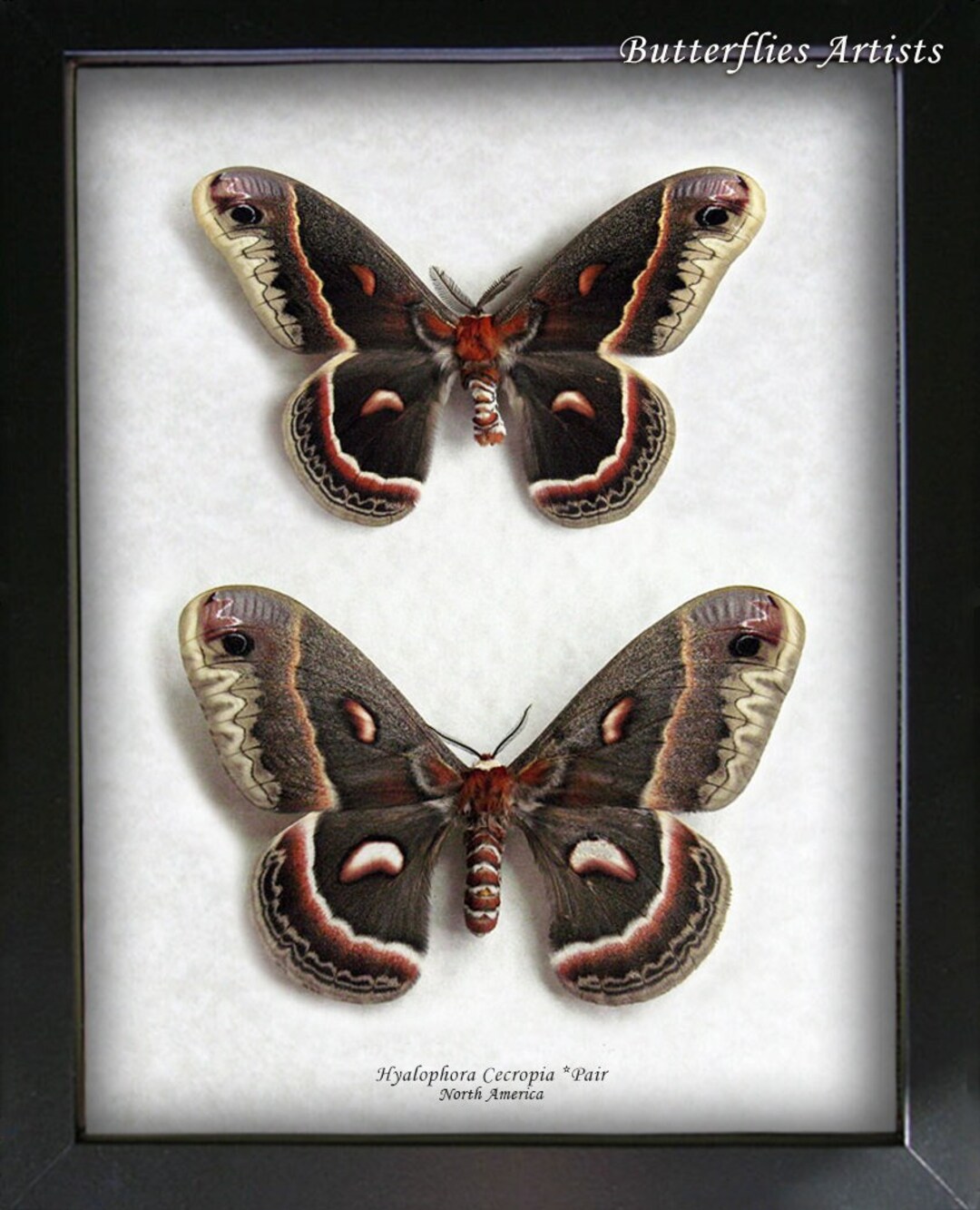 Large Real Silk Robin Moths Hyalophora Cecropia Pair Framed - Etsy