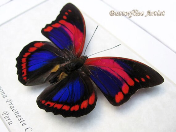 Real Butterfly Prepona Praeneste Confusa RARE Entomology - Etsy