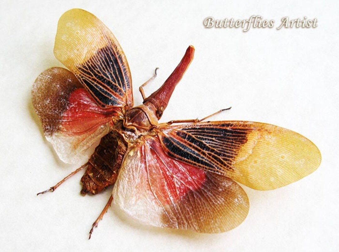 Red Nose Pyrops Sultana XL Real Lanternfly Framed Entomology ...
