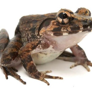 Real Skeleton Giant Fanged River Frog Taxidermy Limnonectes Macrodon in ...