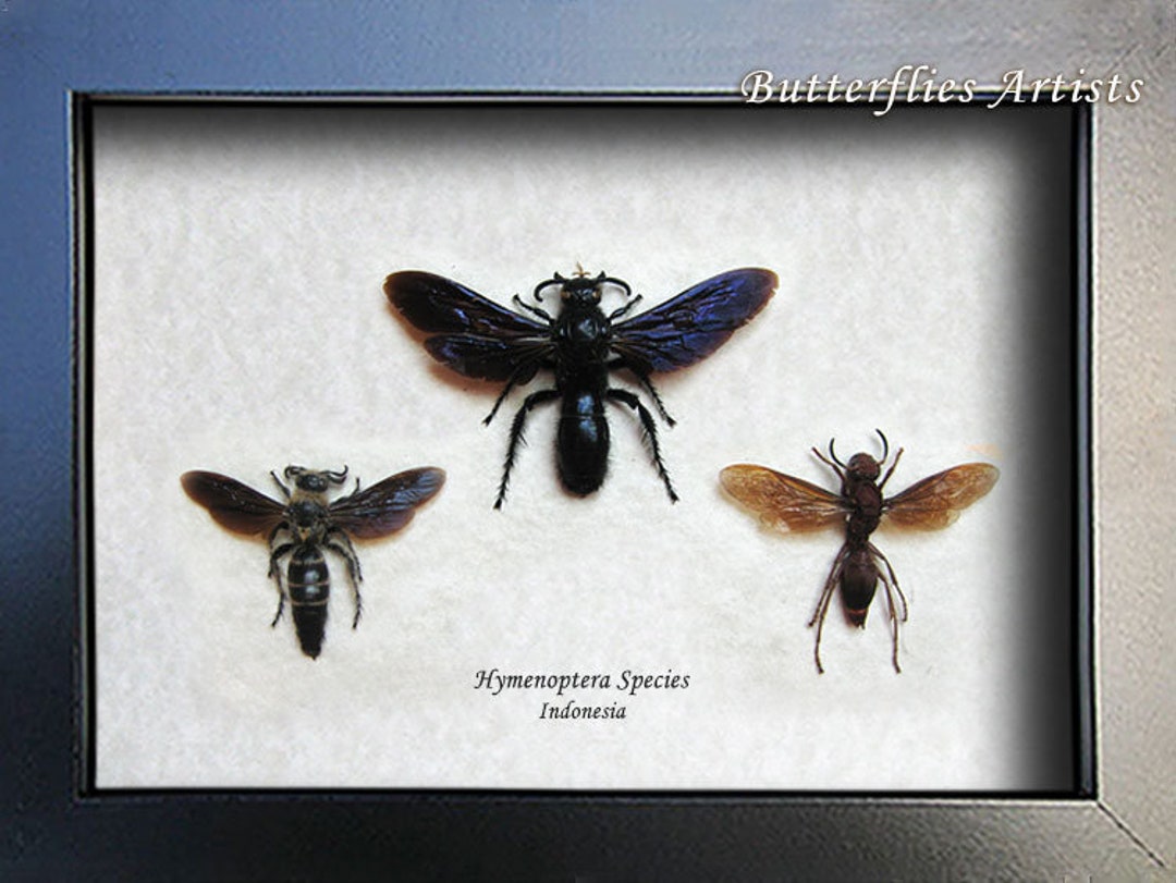 Exotic Wasps Hymenoptera Species Framed Entomology Collectible Museum ...