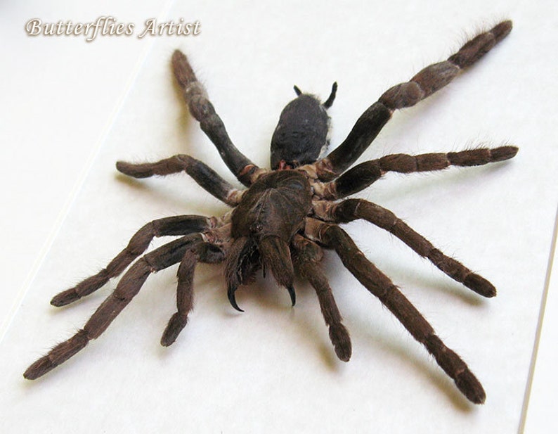 Hysterocrates Gigas African Tarantula Rusty Red Baboon Real - Etsy