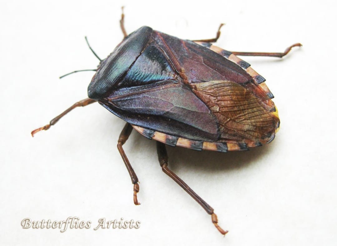 Iridescent Green Real Shield Bug Mattiphus Reflexus Framed Entomology ...