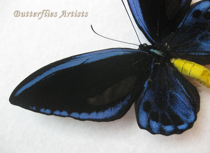 Blue Birdwing Ornithoptera Priamus Urvillianus RARE Butterfly - Etsy
