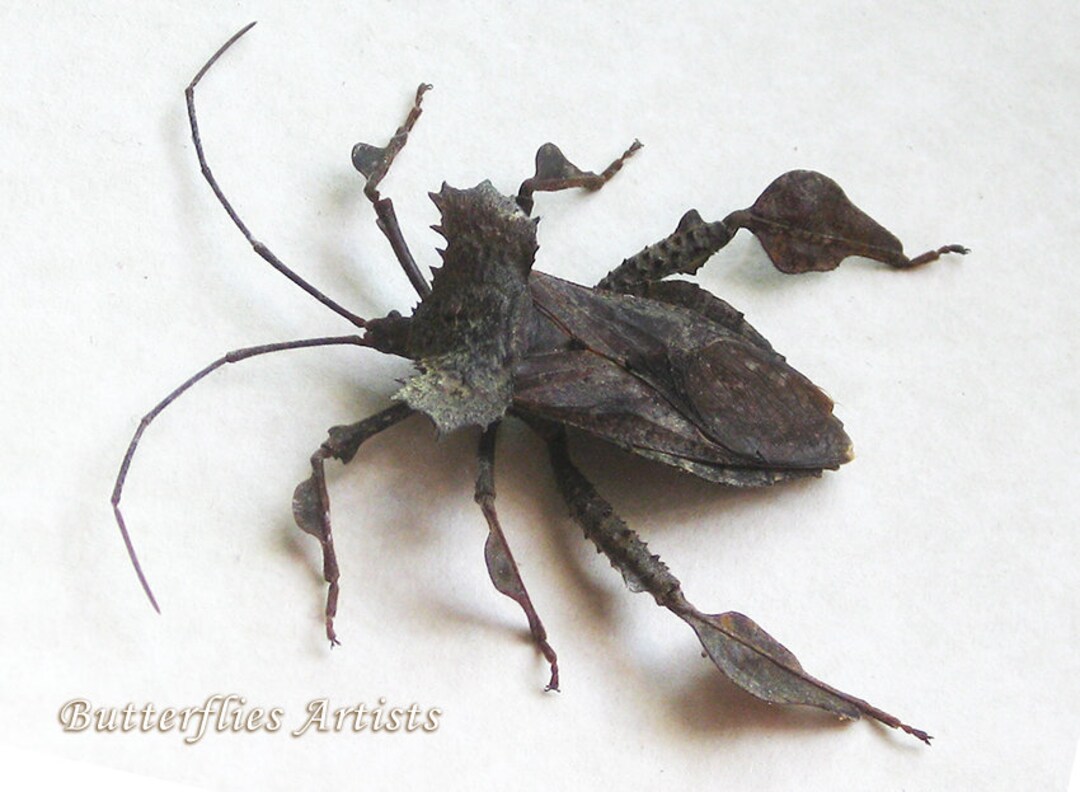 Leaf Footed Wheel Bug Helcomeria Spinosa Very Rare Framed Entomology ...
