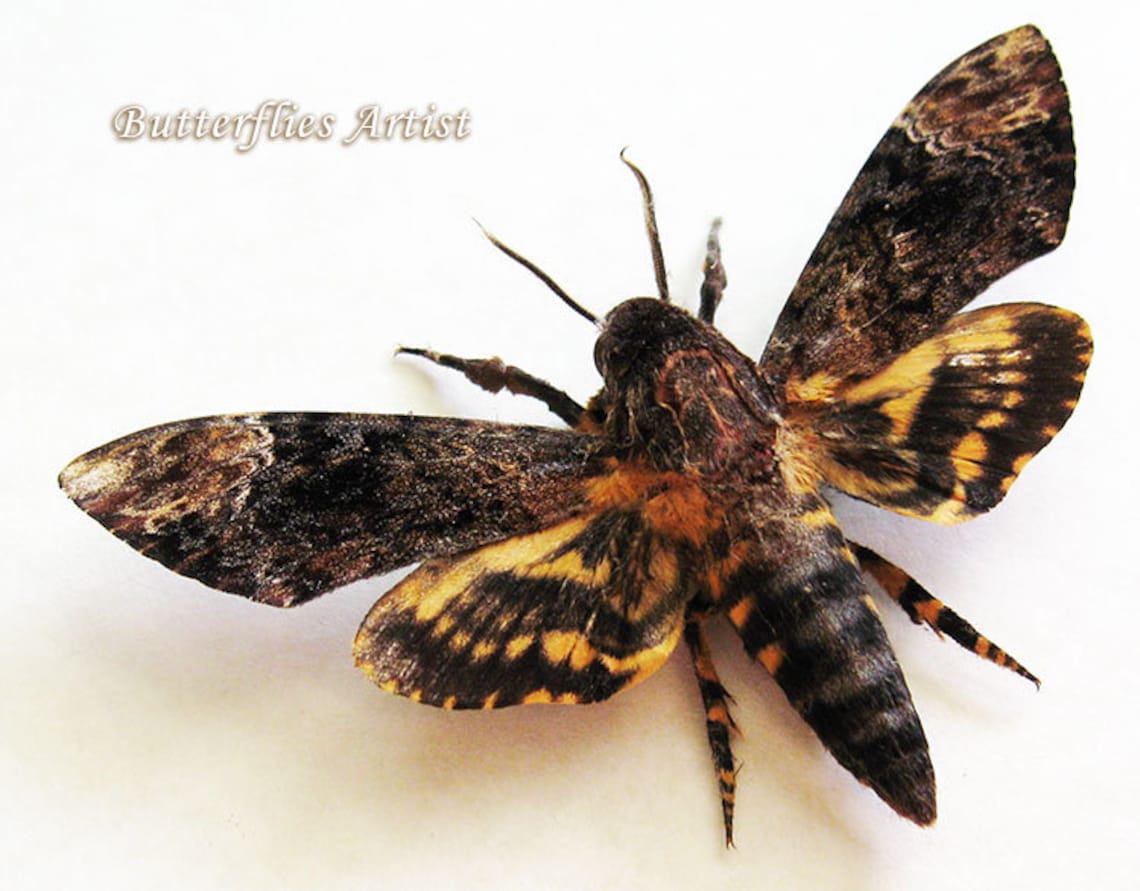 Death's Head Acherontia Lachesis Real Moth Entomology - Etsy UK