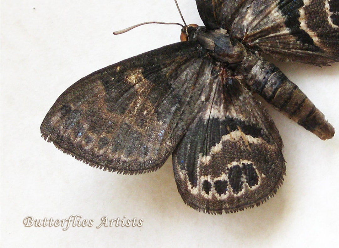 Very Rare Castnia Escalantiana Escalantei Real Moth Framed Entomology ...