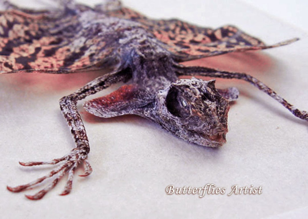 Real Lizard Draco Red Flying Dragon Taxidermy Collectible Museum ...