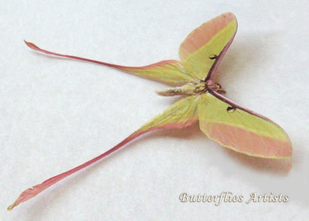 Chinese Moon Moth