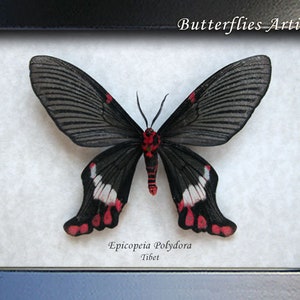 Epicopeia Polydora RARE Mimic Butterflies Moth Entomology Collectible ...