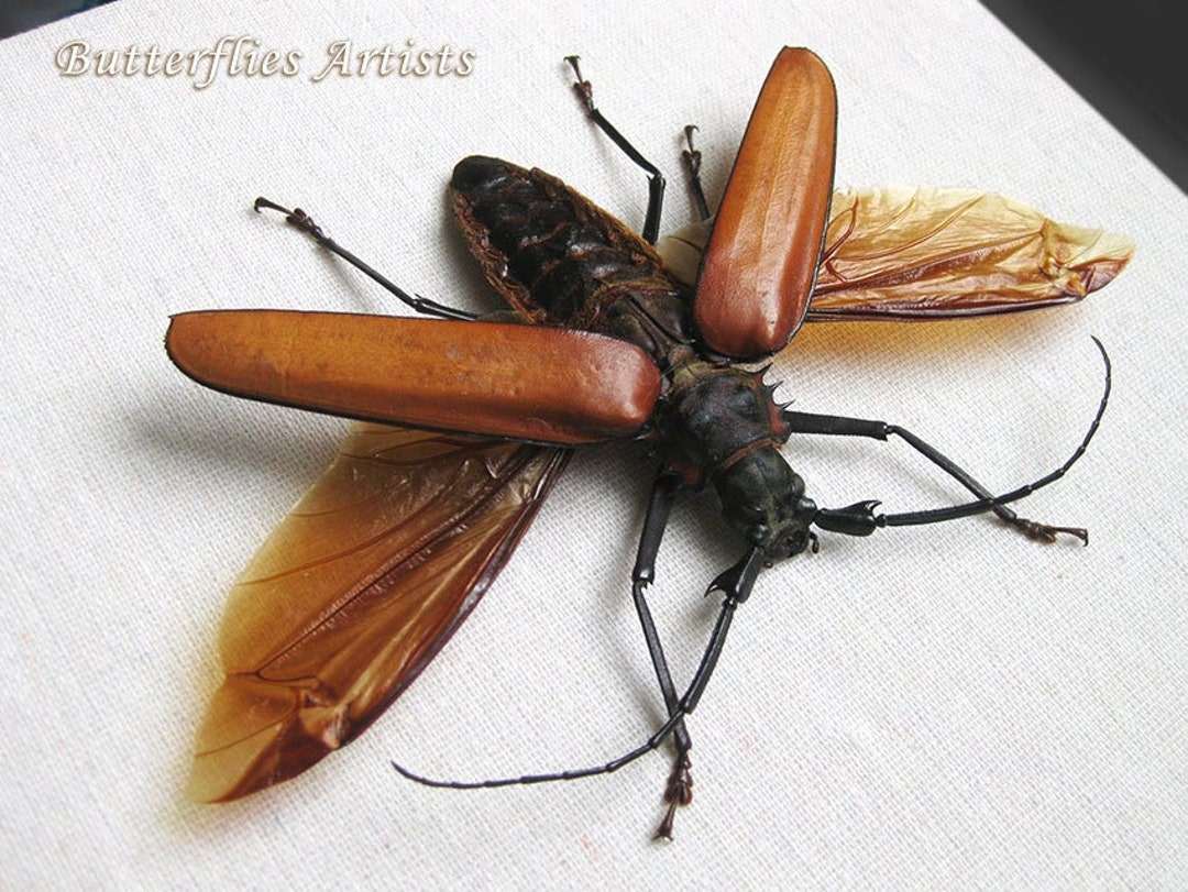 Giant Longhorn Beetle Callipogon Armillatus Framed Entomology ...