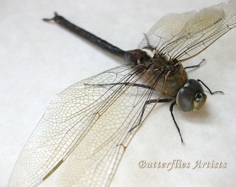 Real Giant Darner Dragonfly Taxidermy Anax Gibbosulus - Etsy