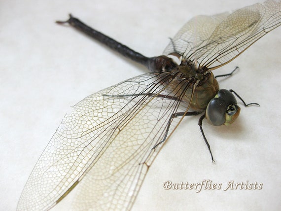 Real Dragonfly