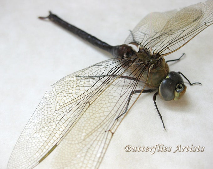 Real Giant Darner Dragonfly Taxidermy Anax Gibbosulus - Etsy
