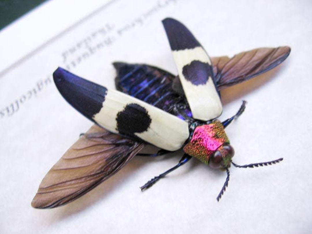 Purple Jewel Beetle Chrysochroa Buqueti Rugicollis Framed Entomology ...