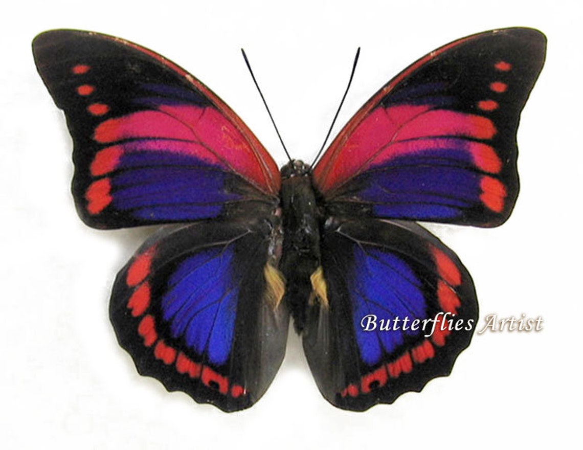 Real Butterfly Prepona Praeneste Confusa RARE Entomology - Etsy