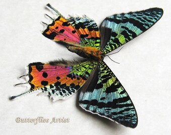 Urania Ripheus - Etsy