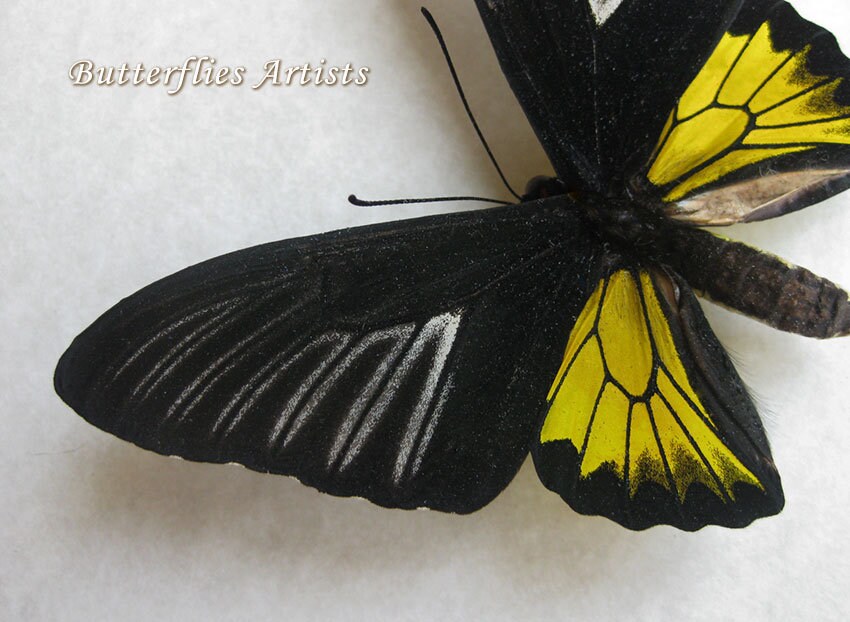 Troides Rhadamantus Pair Golden Birdwing Real Butterflies - Etsy