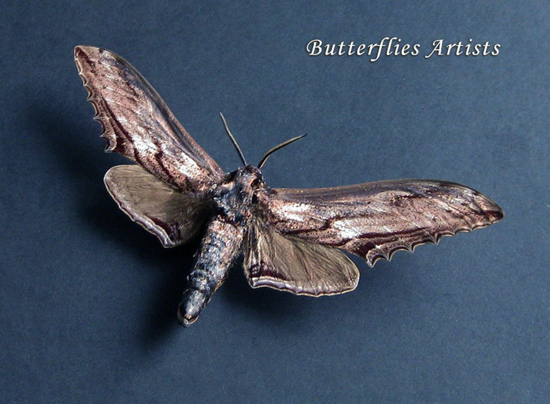 Giant Apple Hawkmoth Langia Zenzeroides XXL Real Framed Entomology ...