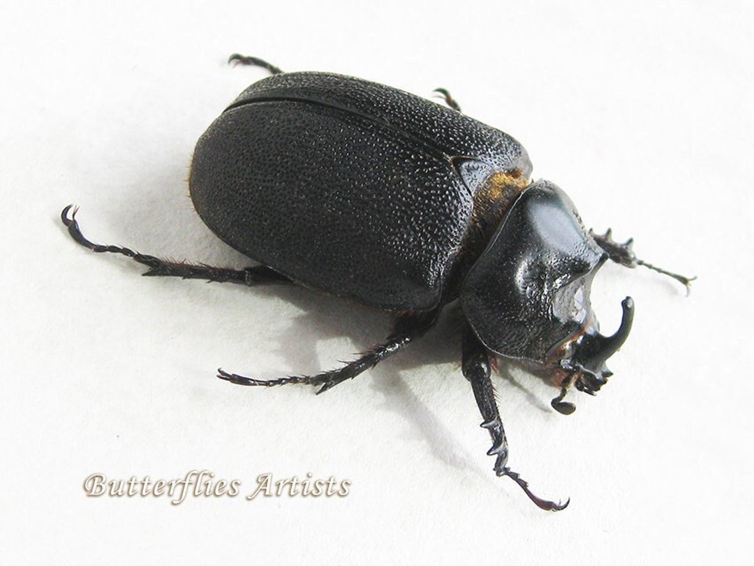 Real Rhinoceros Beetle Heterogomphus Ulysses Rare Framed Entomology ...