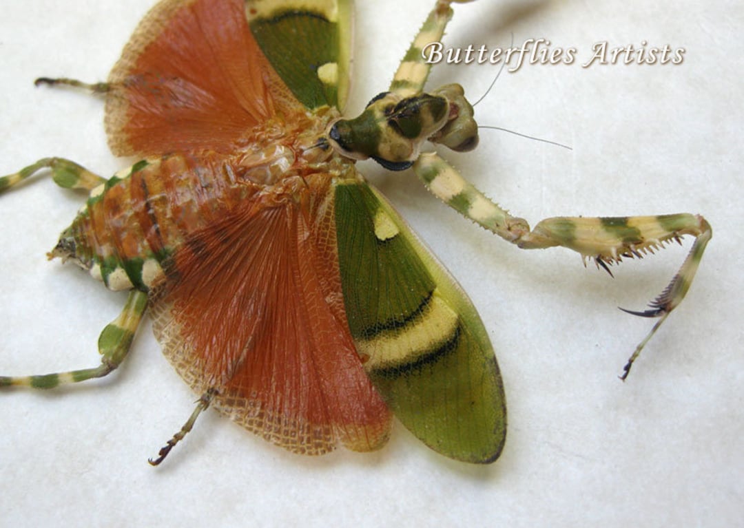 Banded Flower Mantis Theopropus Elegans Female RARE Framed - Etsy