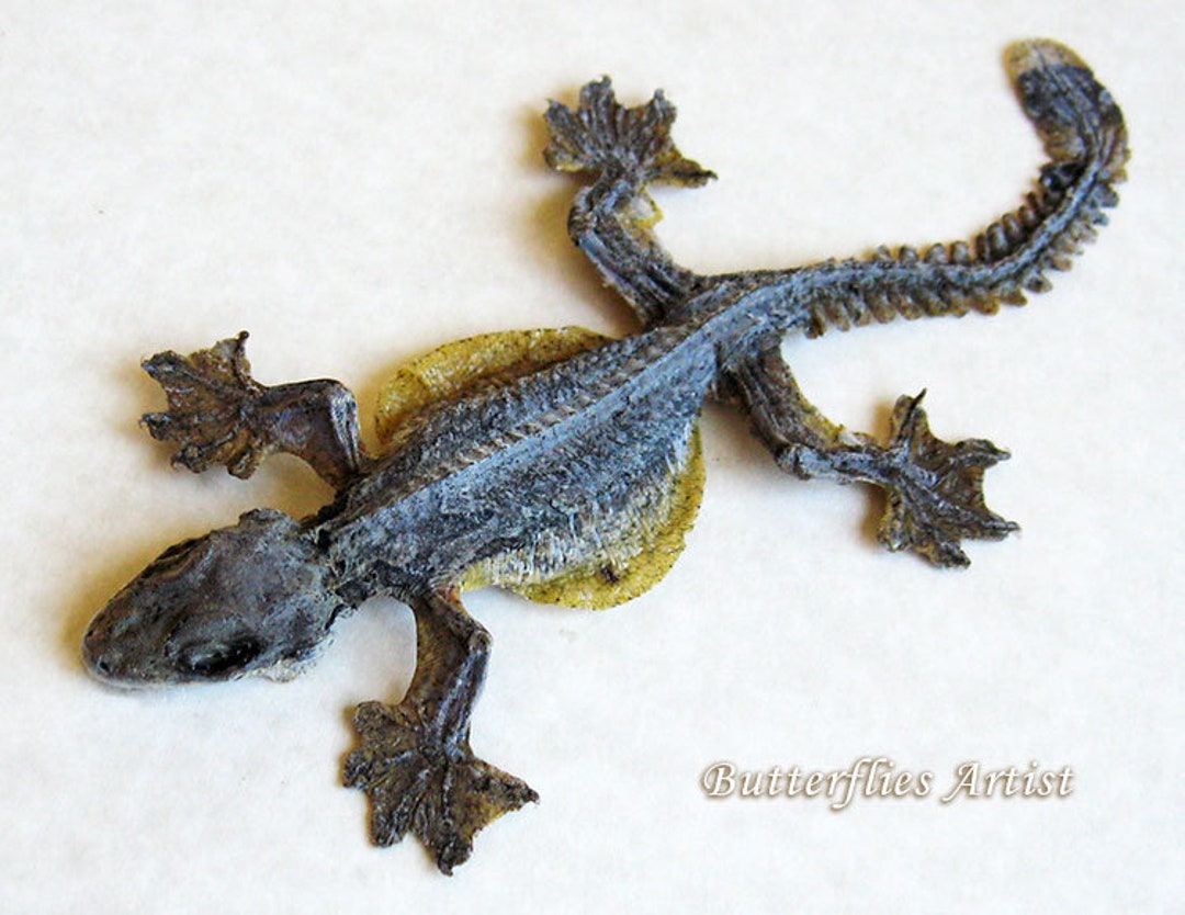 Real Flying Lizard Draco Taxidermy Framed Museum Quality - Etsy