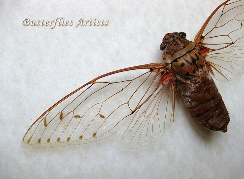 Worlds Largest Cicada Megapomponia Intermedia Entomology - Etsy