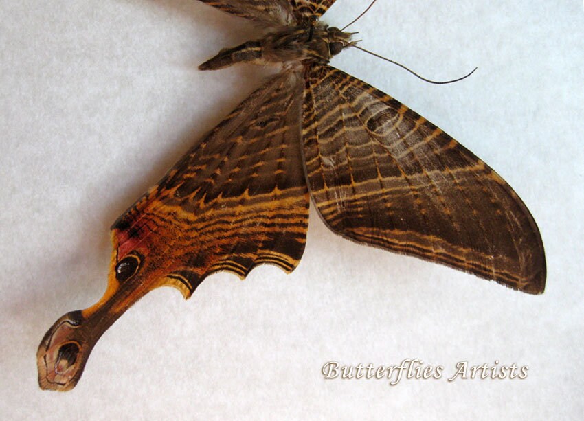Lyssa Zampa XL Real Tropical Swallowtail Moth Entomology Collectible ...