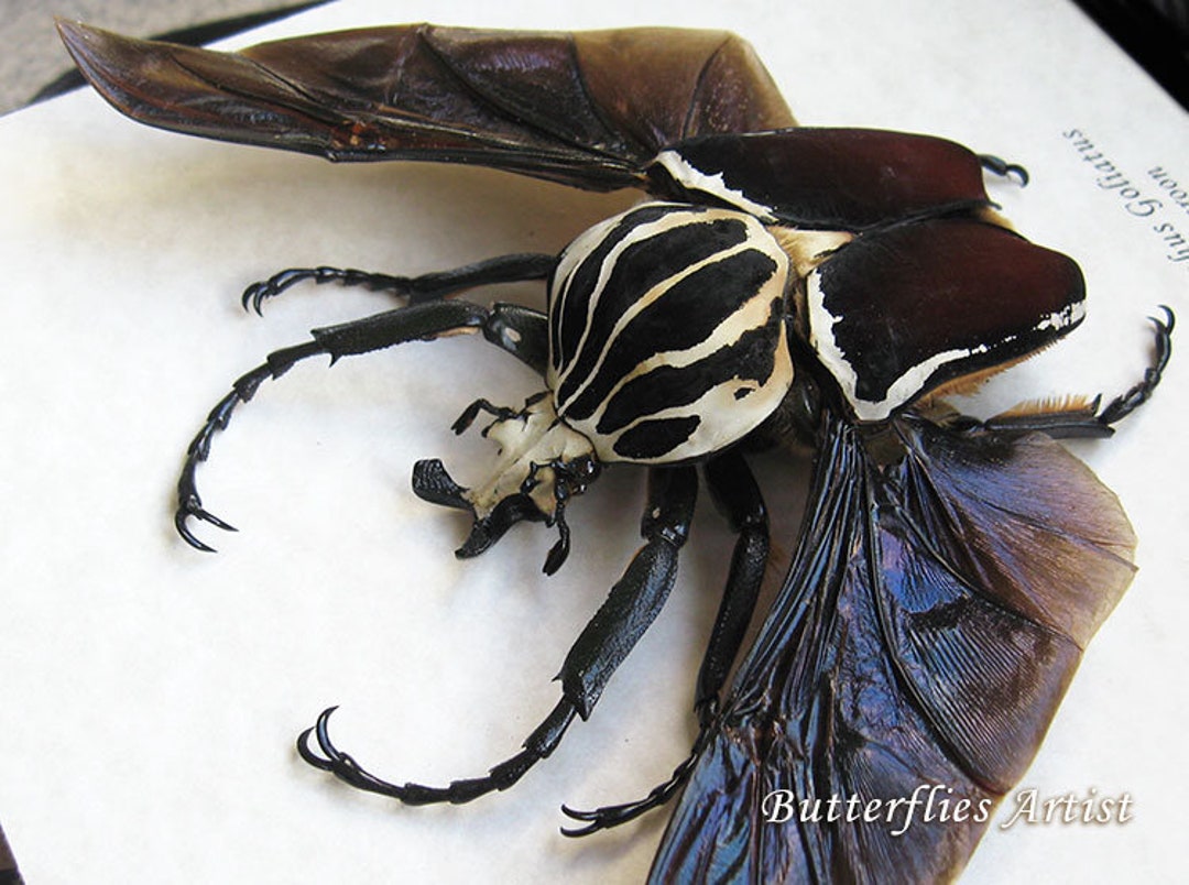 Goliath Beetle Flying