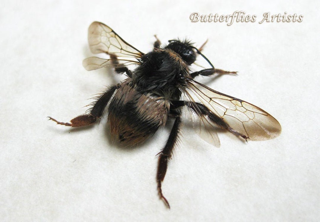 Real Bumble Bee Rusty Patched Bombus Affinis Entomology - Etsy