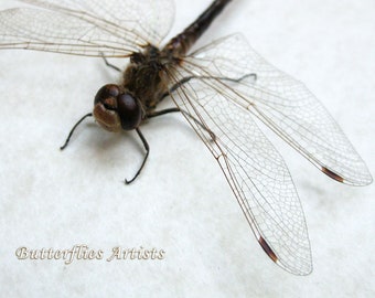 Real Giant Darner Dragonfly Taxidermy Anax Gibbosulus - Etsy