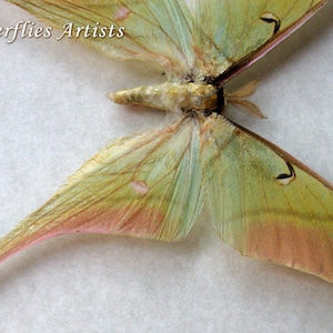 Large Real Pink Spirit Moth Actias Rhodopneuma Rare Framed Entomology ...