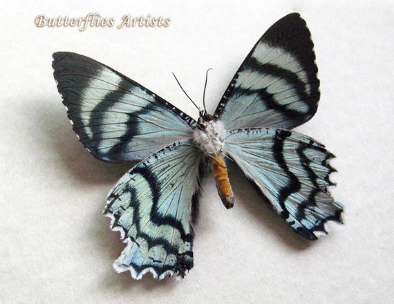 Real Blue Giant