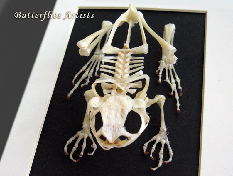Real Skeleton Giant Fanged River Frog Taxidermy Limnonectes - Etsy