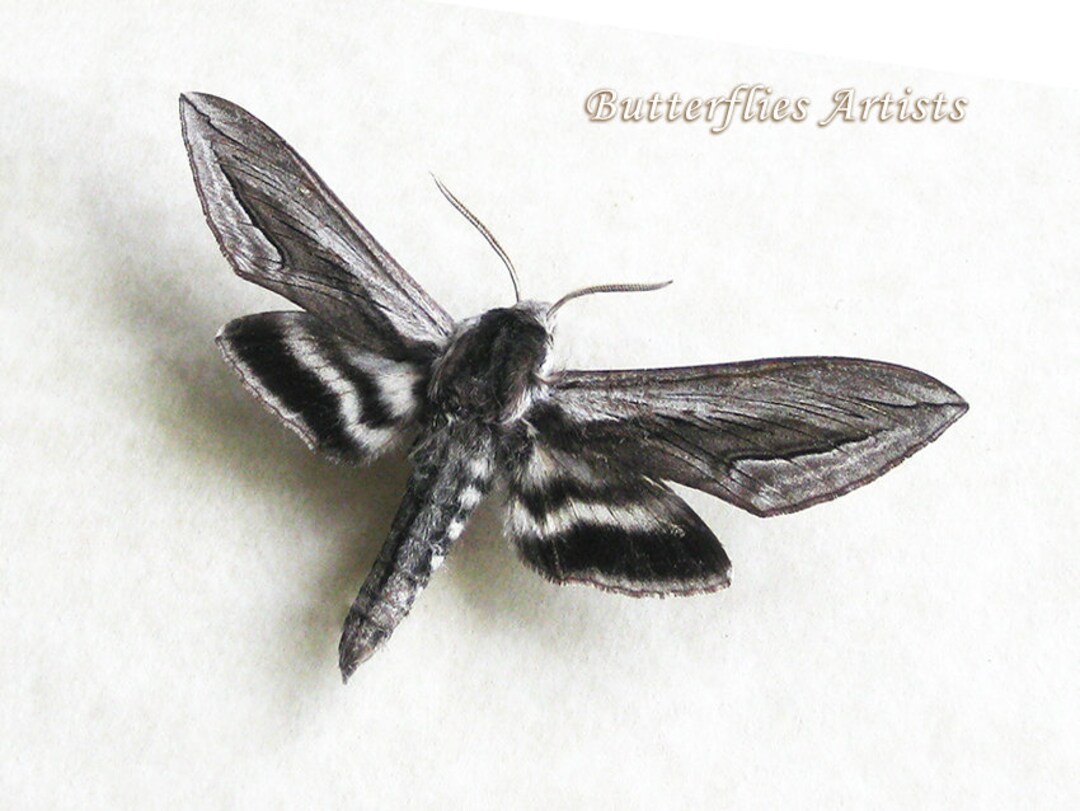 Ash Vashti Sphinx Moth North American Sphinx Vashti Framed Entomology ...