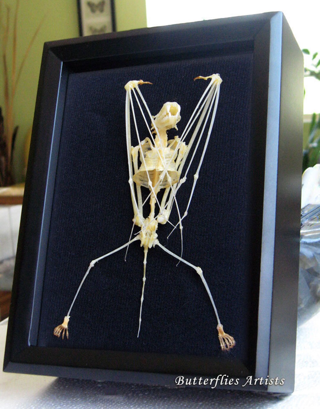 Hipposideros Diadema Real Bat Skeleton Diadem Roundleaf Museum Quality ...