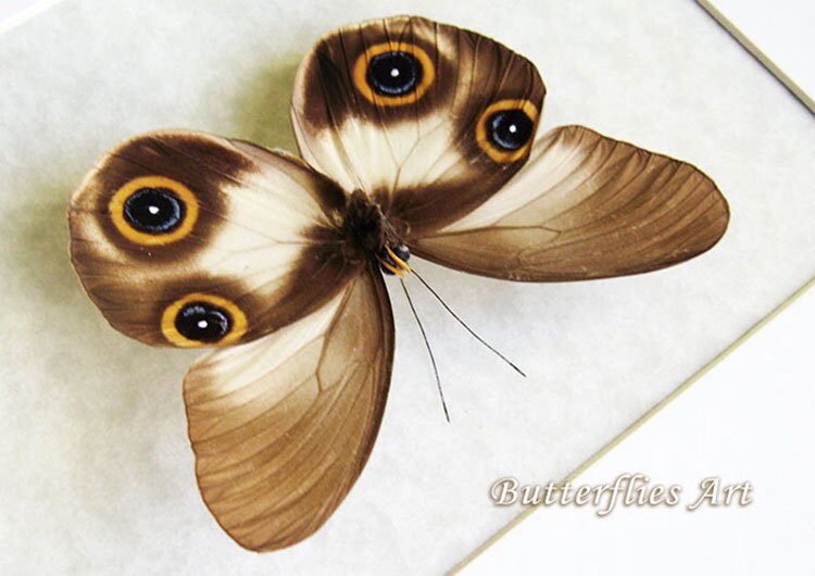 Taenaris Artemis False Eyes Real Butterfly Entomology - Etsy Canada