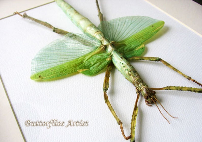 Eurycnema Versirubra Giant Green Phasma Winged Walking Stick - Etsy