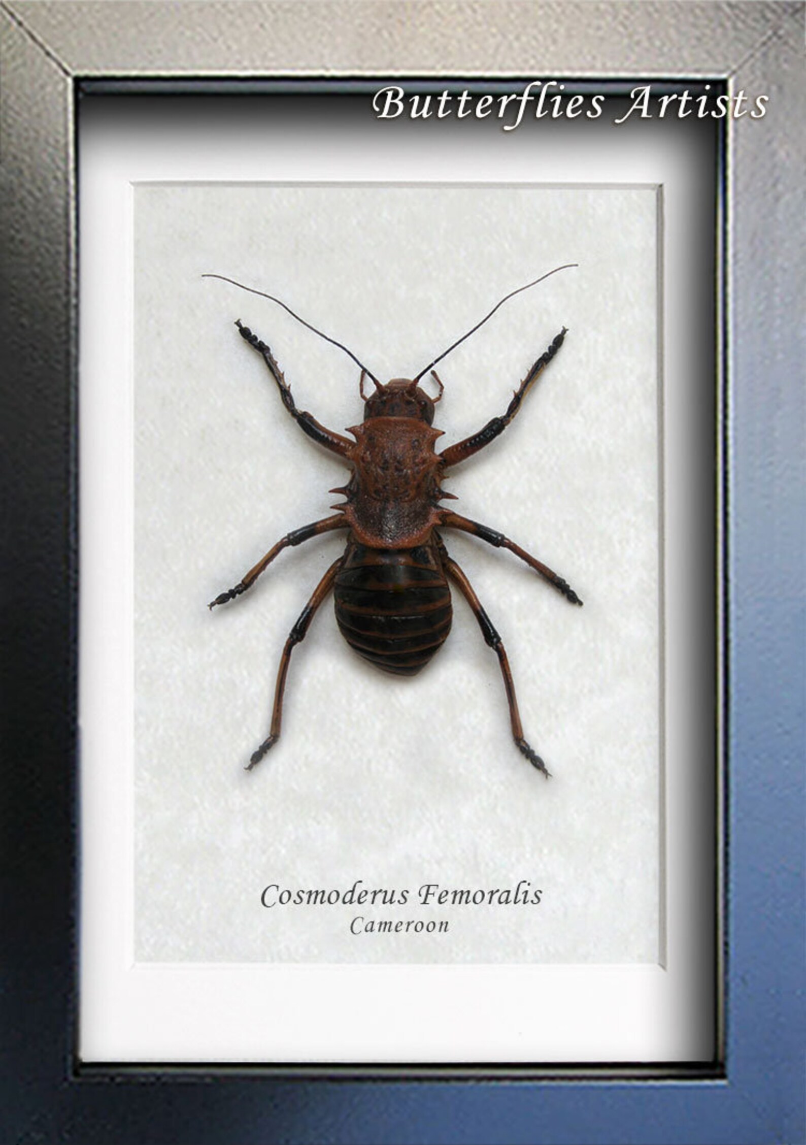 Cosmoderus Femoralis RARE XL Real Dragon Head Thorny Cricket - Etsy Finland