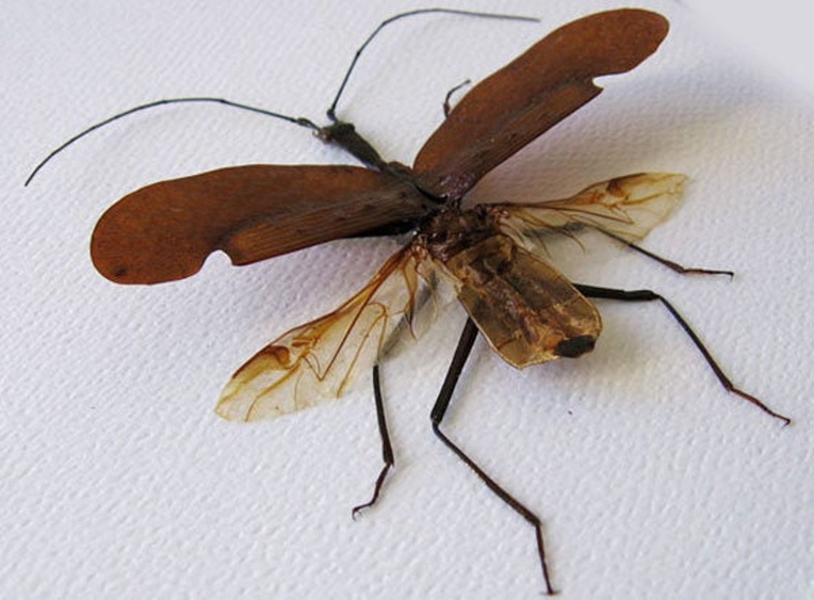 Mormolyce Phyllodes Real Violin Beetle Framed Entomology - Etsy Australia