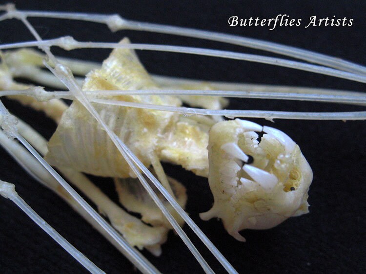 Hipposideros Diadema Real Bat Skeleton Diadem Roundleaf Museum - Etsy UK