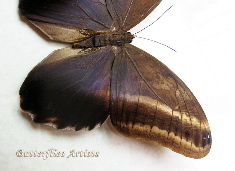 Caligo Teucer Real Giant Owl Eyes Butterfly Entomology Double - Etsy