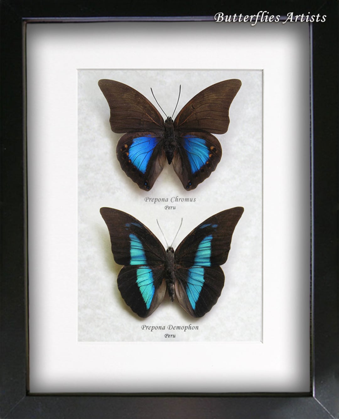 Blue Reflector Butterflies Prepona Chromus Prepona Demophon Entomology ...
