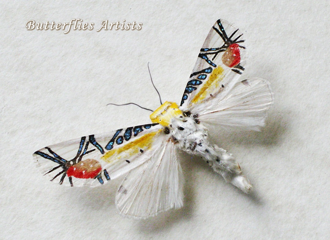 Picasso Moth Metallic Baorisa Hieroglyphica Rare Framed Entomology ...