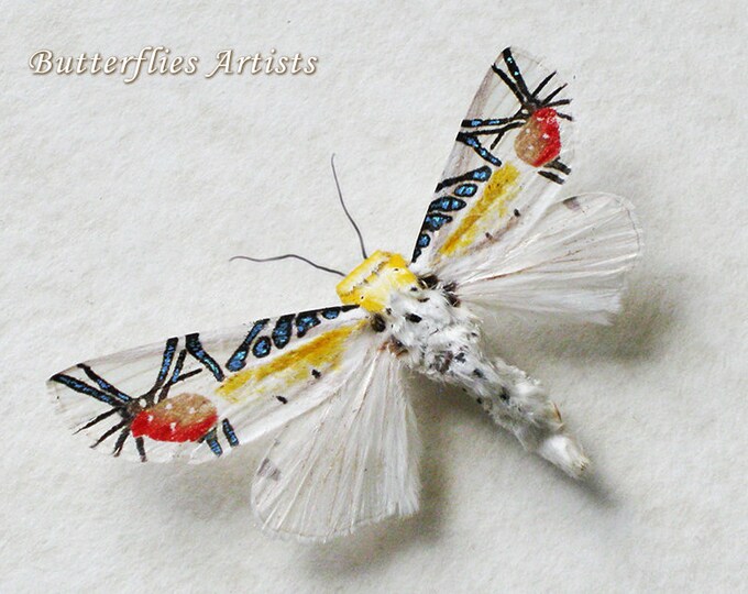 Rare Metallic Picasso Moth Framed Taxidermy Baorisa Hieroglyphica - Etsy