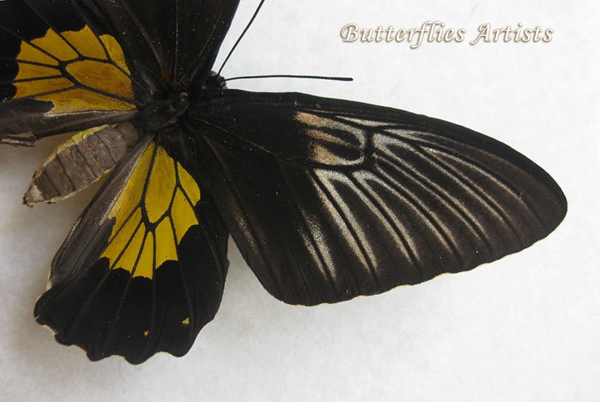 Troides Rhadamantus Pair Golden Birdwing Real Butterflies - Etsy