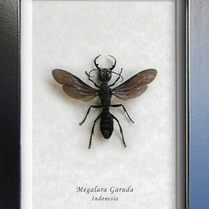 Megalara Garuda King Wasps VERY RARE Real Wasp Entomology - Etsy Australia
