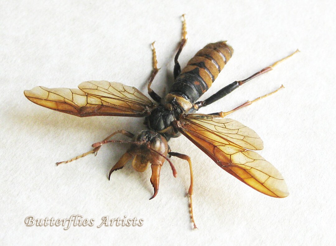 Asian Horntail Wasp Eriotremex Formosanus Female XL Framed Entomology ...